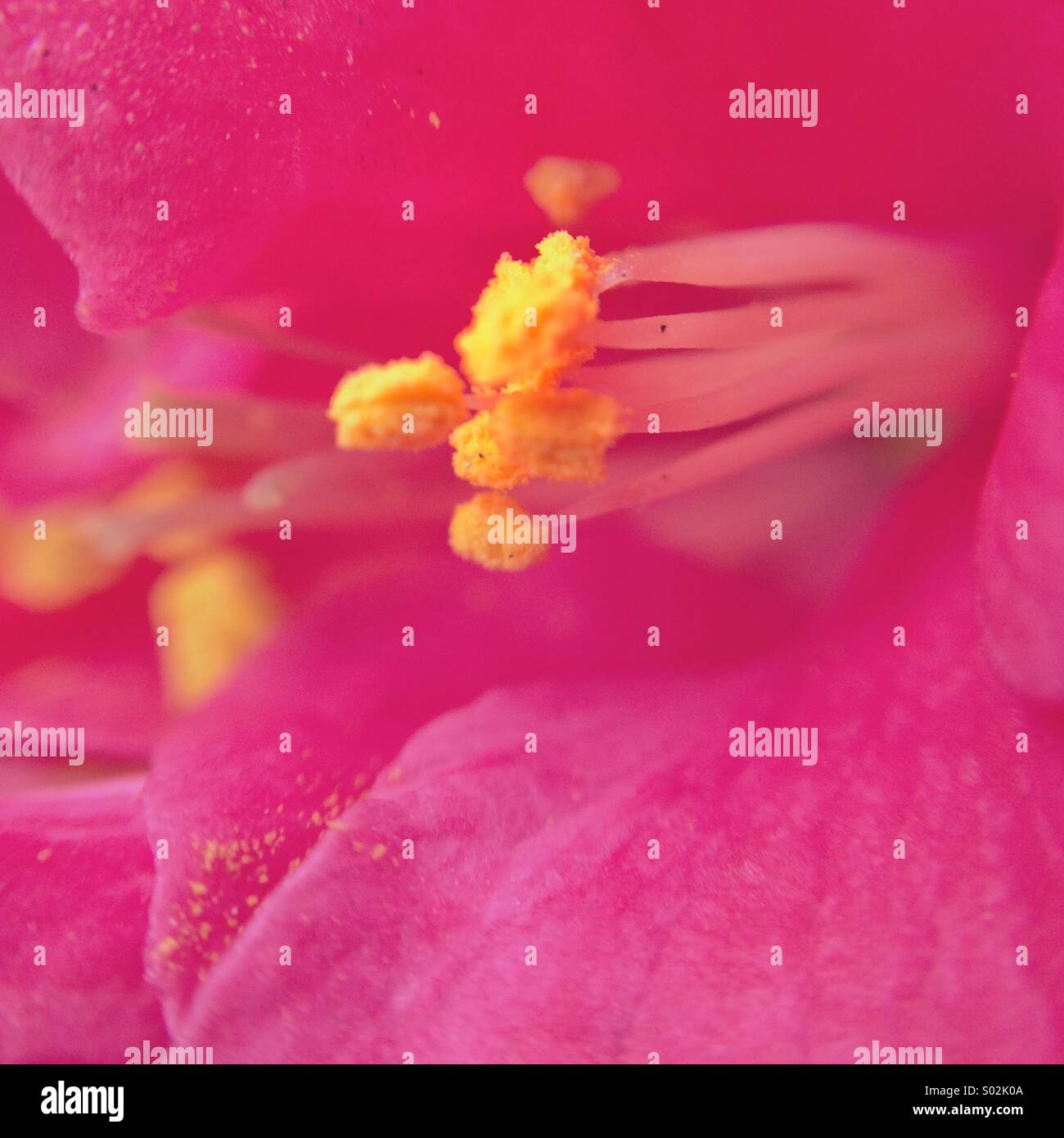 Macro of the pollen in a pink flower Stock Photo - Alamy