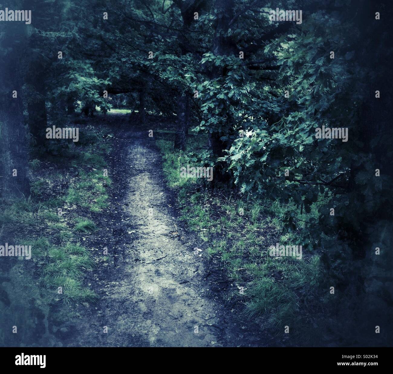 Dark Forest Path High Resolution Stock Photography and Images - Alamy