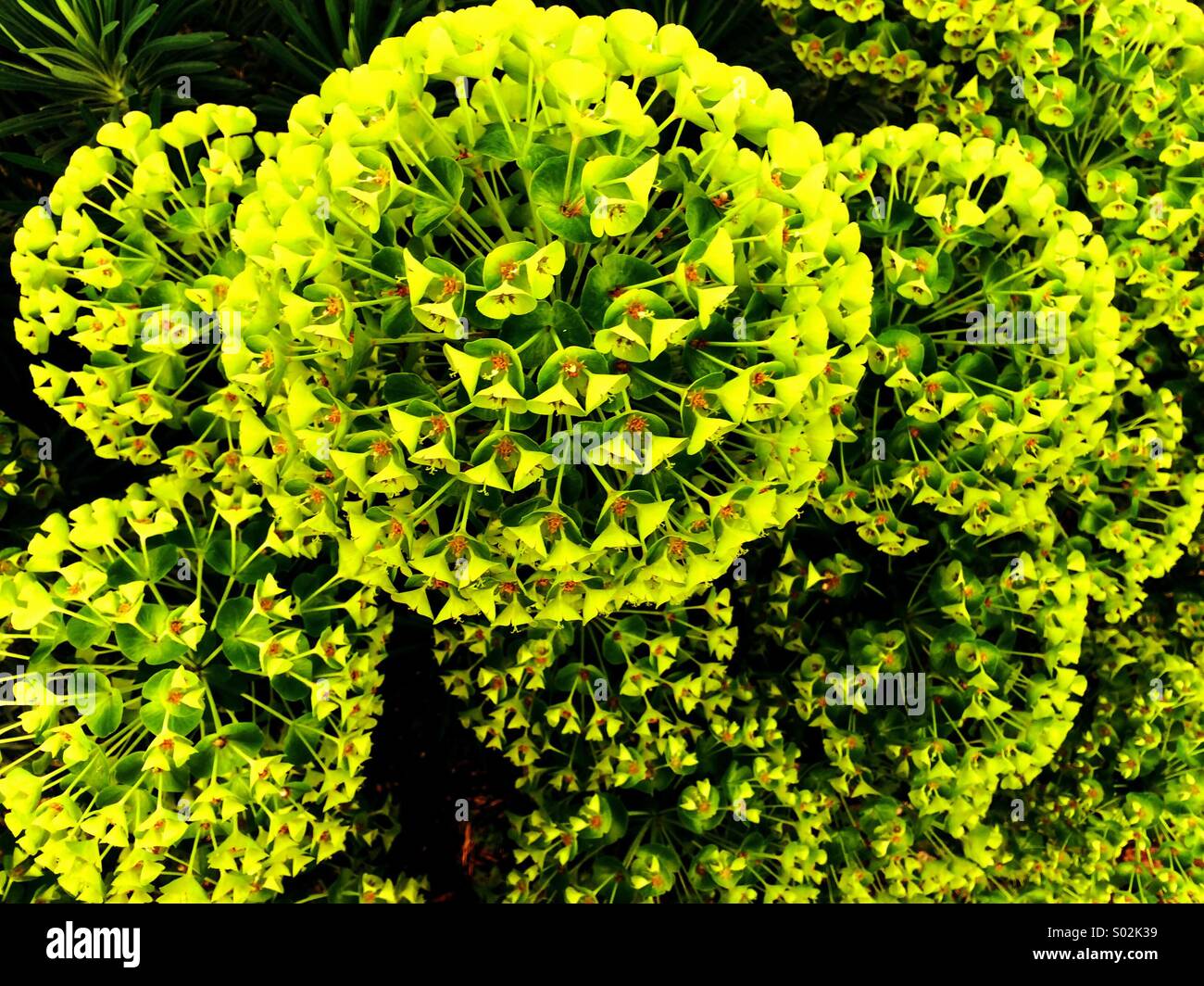 Yellow plant spheres Stock Photo - Alamy