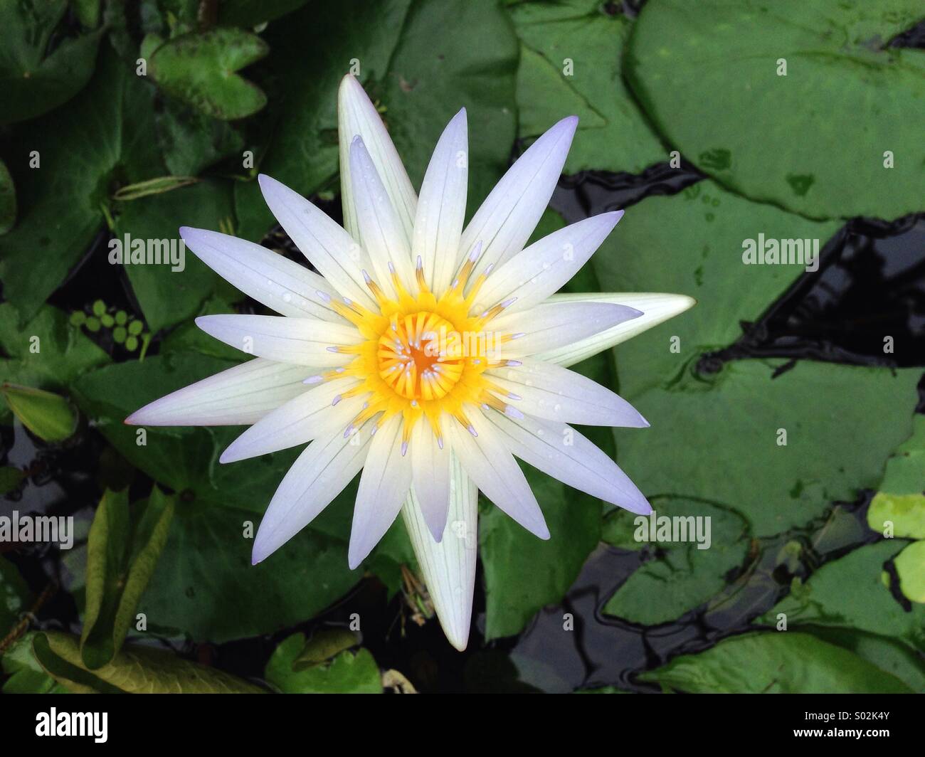 Peace lily flower stamen hi-res stock photography and images - Alamy