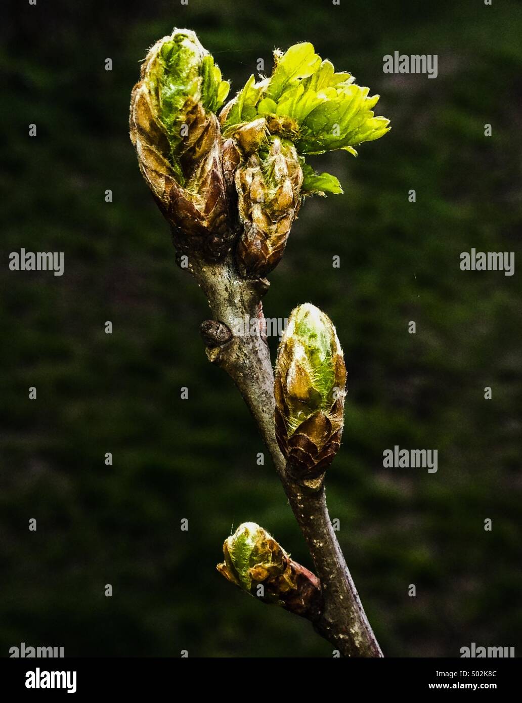 New leaf hi-res stock photography and images - Alamy