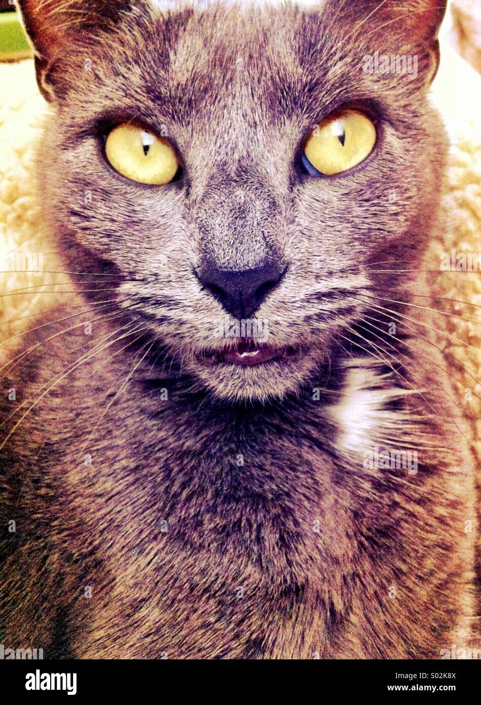 Mousel, the Grey Stock Photo - Alamy