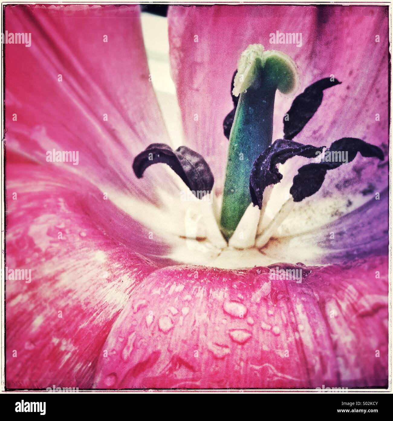 Tulip stamen pistil macro hi-res stock photography and images - Alamy