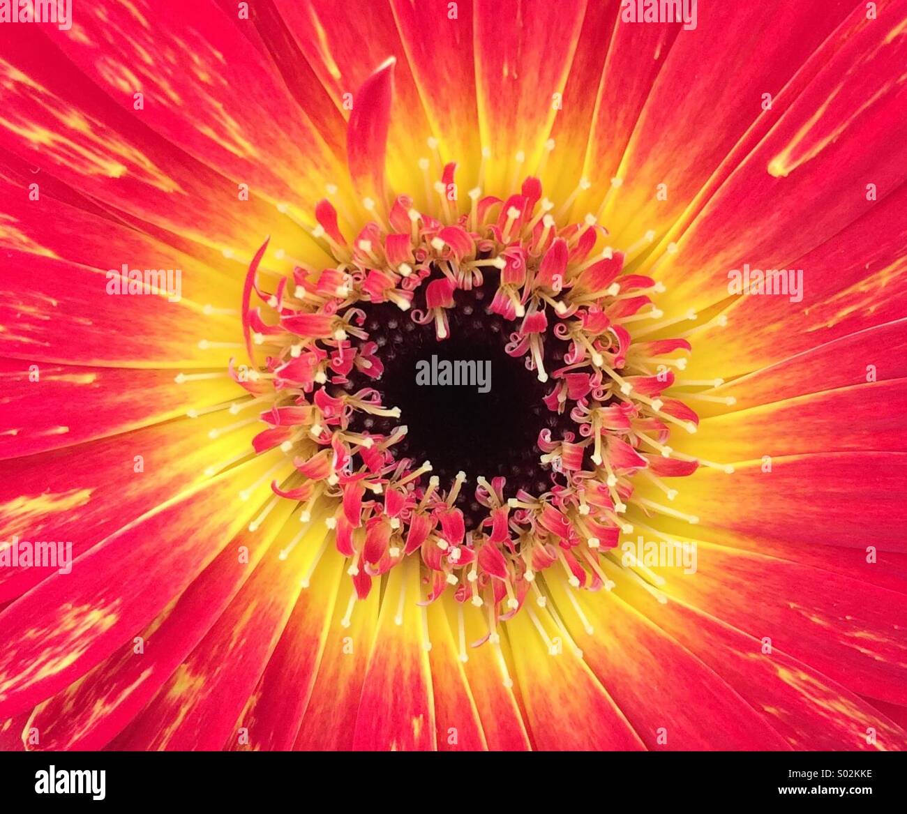 Sun burst, yellow and red flower petals & pistons Stock Photo - Alamy