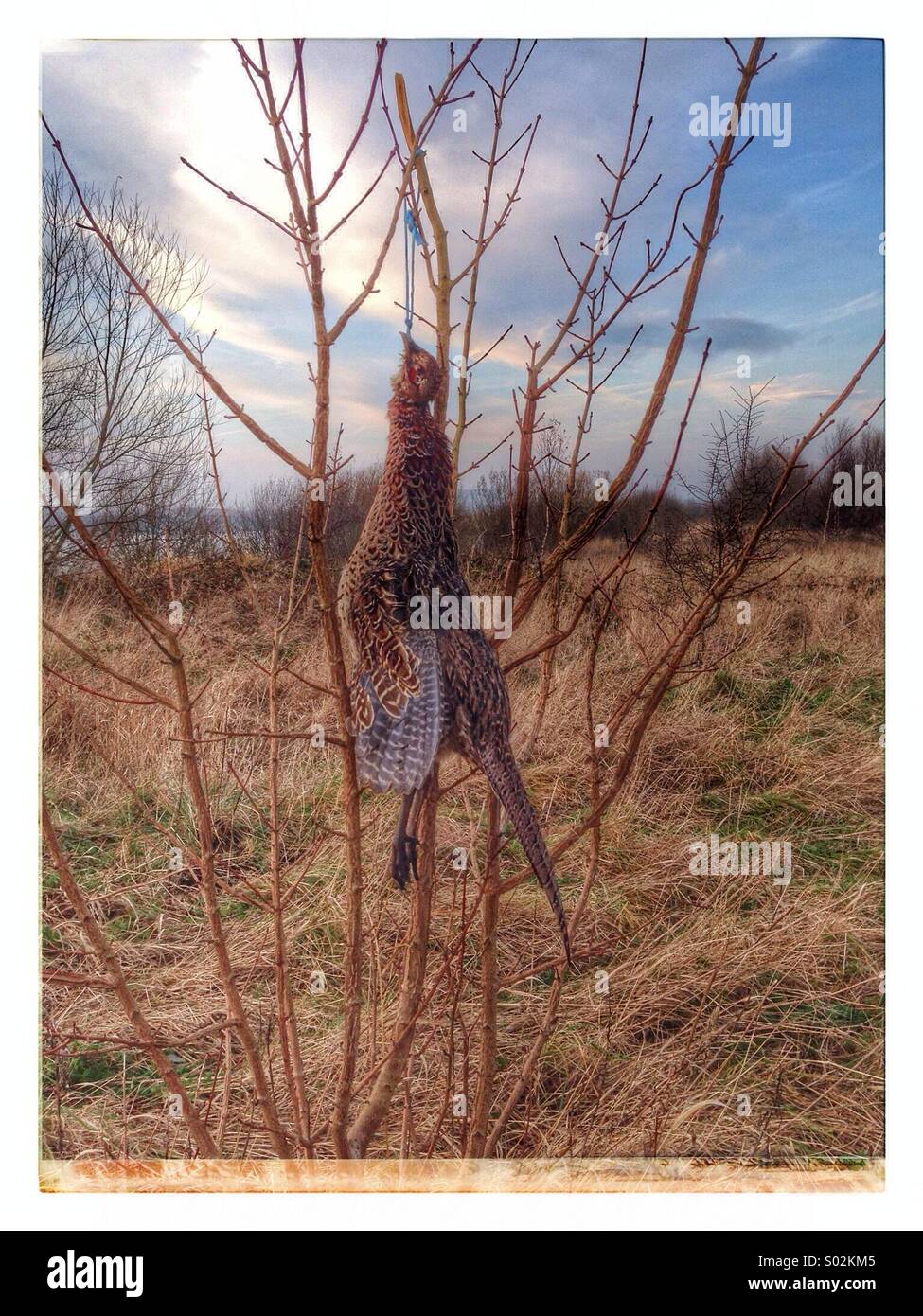 Pheasant hanging out to cure Stock Photo - Alamy