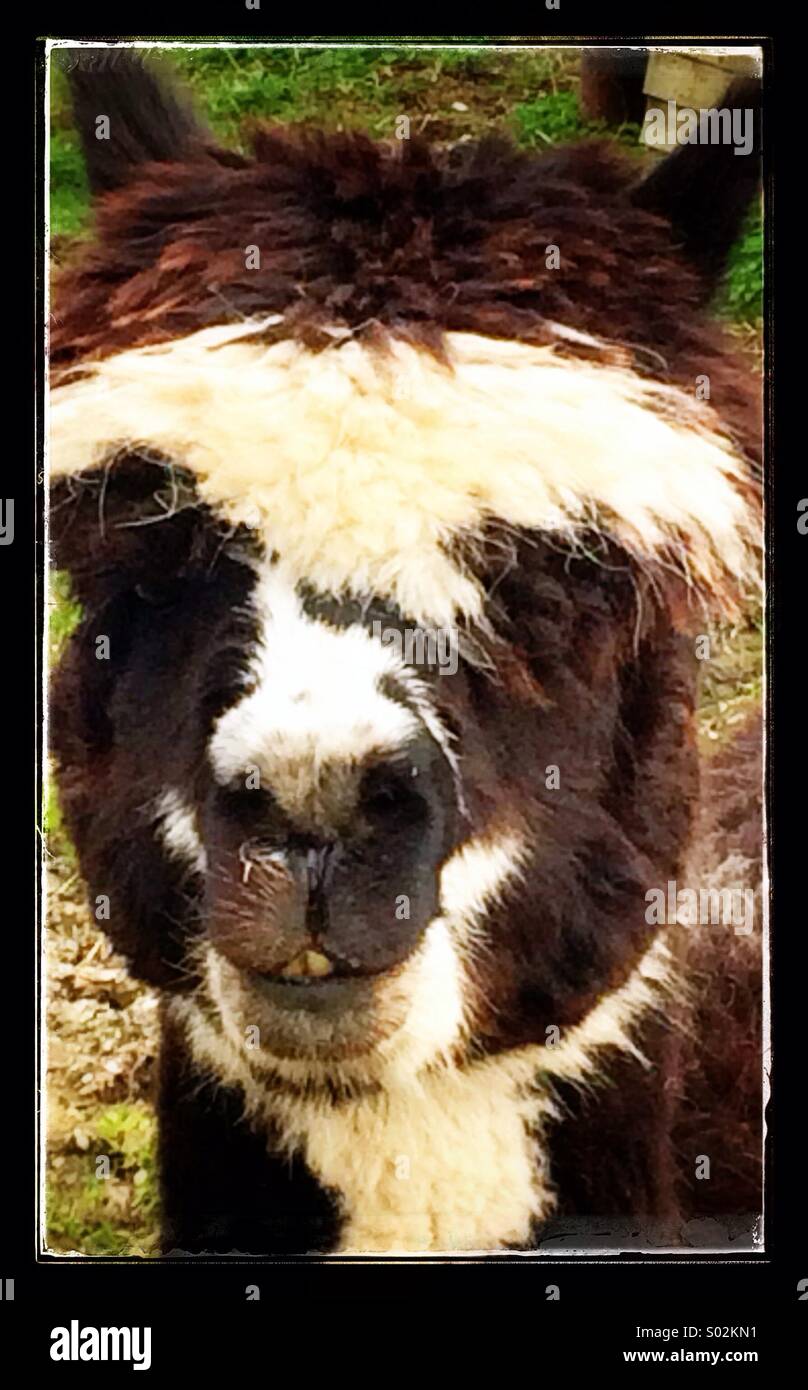 Latin American Animals A Z