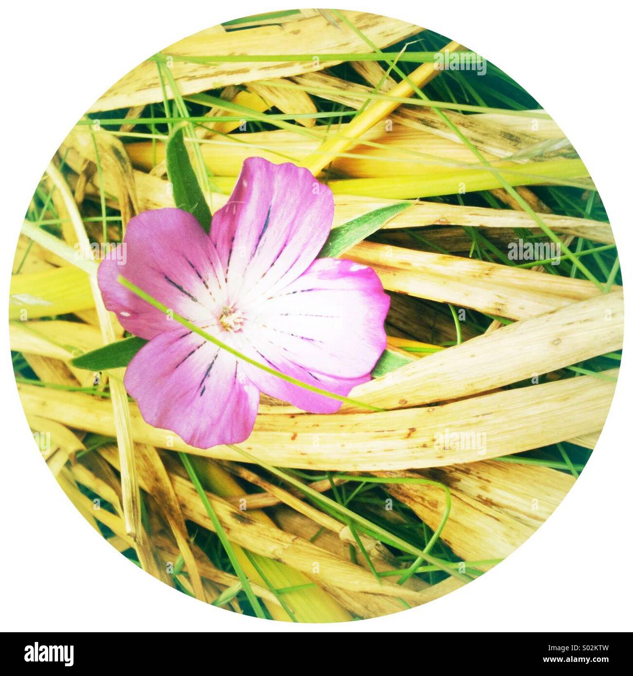 Corncockle flower hi-res stock photography and images - Alamy