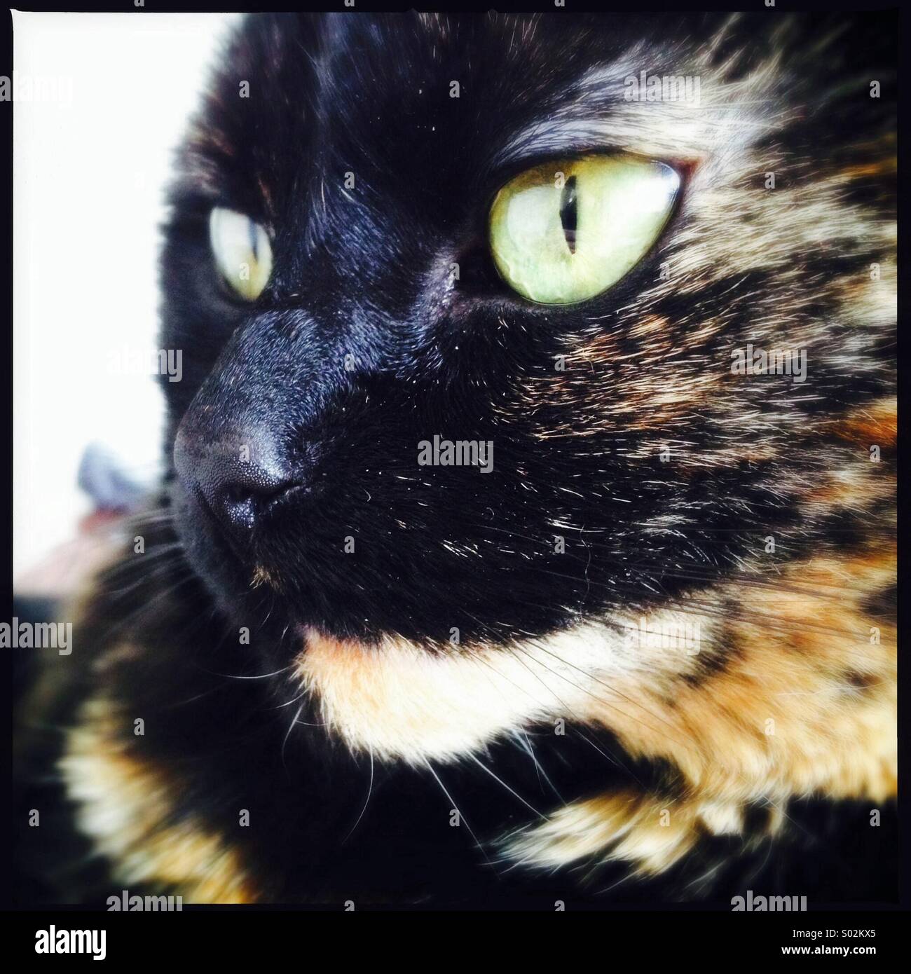 Tortie cat hi-res stock photography and images - Alamy