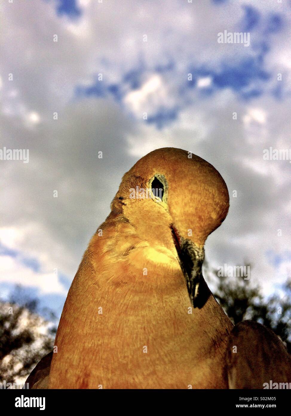 Dead eye hi-res stock photography and images - Alamy