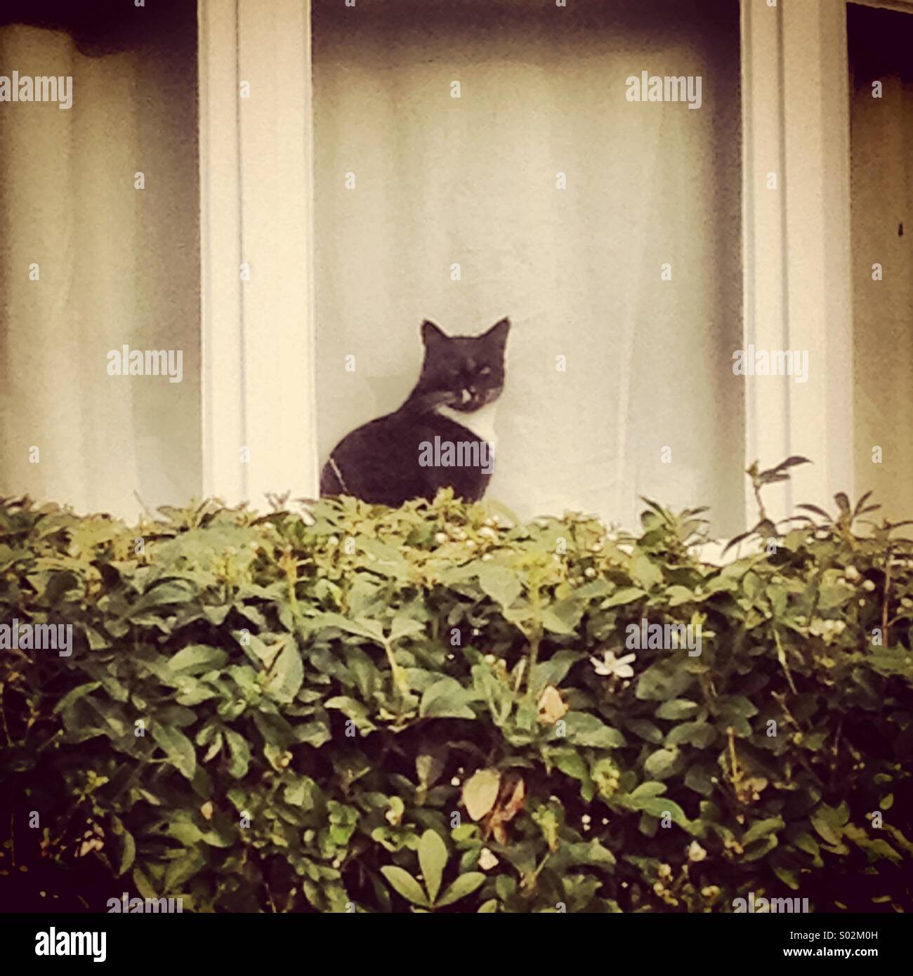 Cat in a window Stock Photo - Alamy