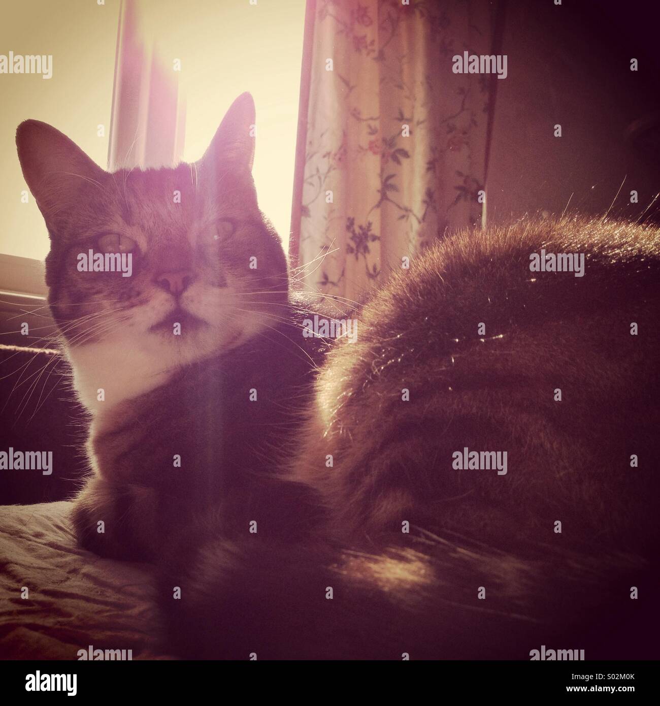 Sunlight and cat hi-res stock photography and images - Alamy
