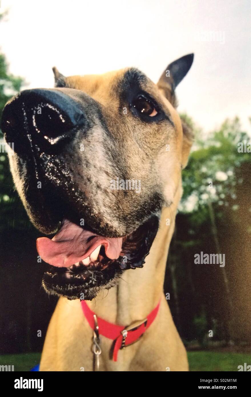 Happy great dane dog hi-res stock photography and images - Alamy