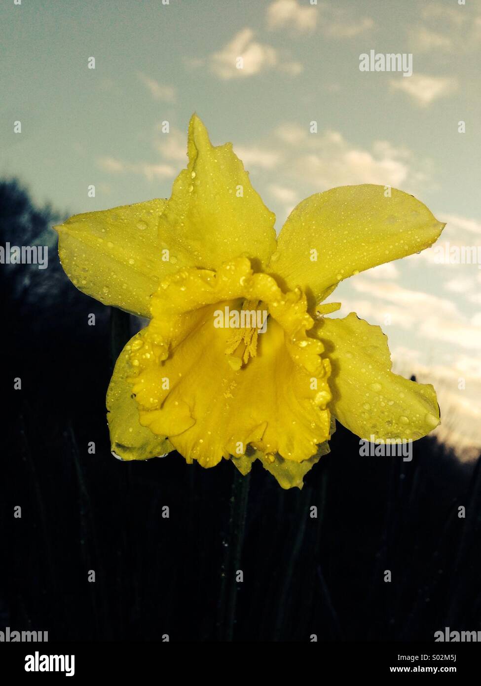 Daff bulb hi-res stock photography and images - Alamy