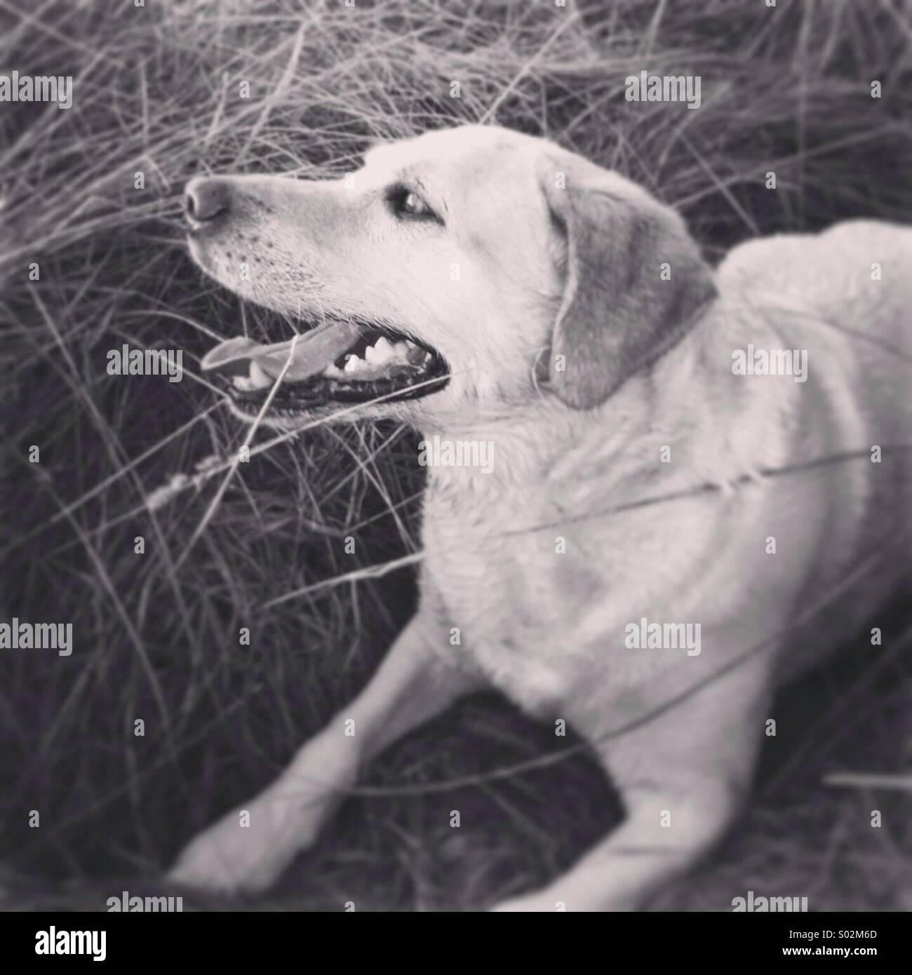 Max lab hi-res stock photography and images - Alamy