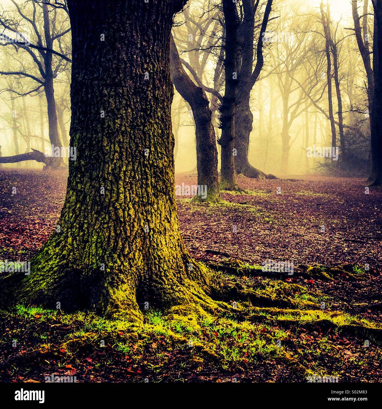 Strong roots hi-res stock photography and images - Alamy