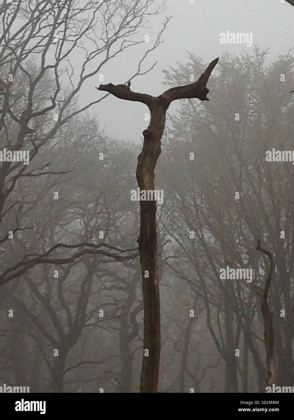 Dead tree in woods in mist with two prongs fork shaped Stock Photo - Alamy