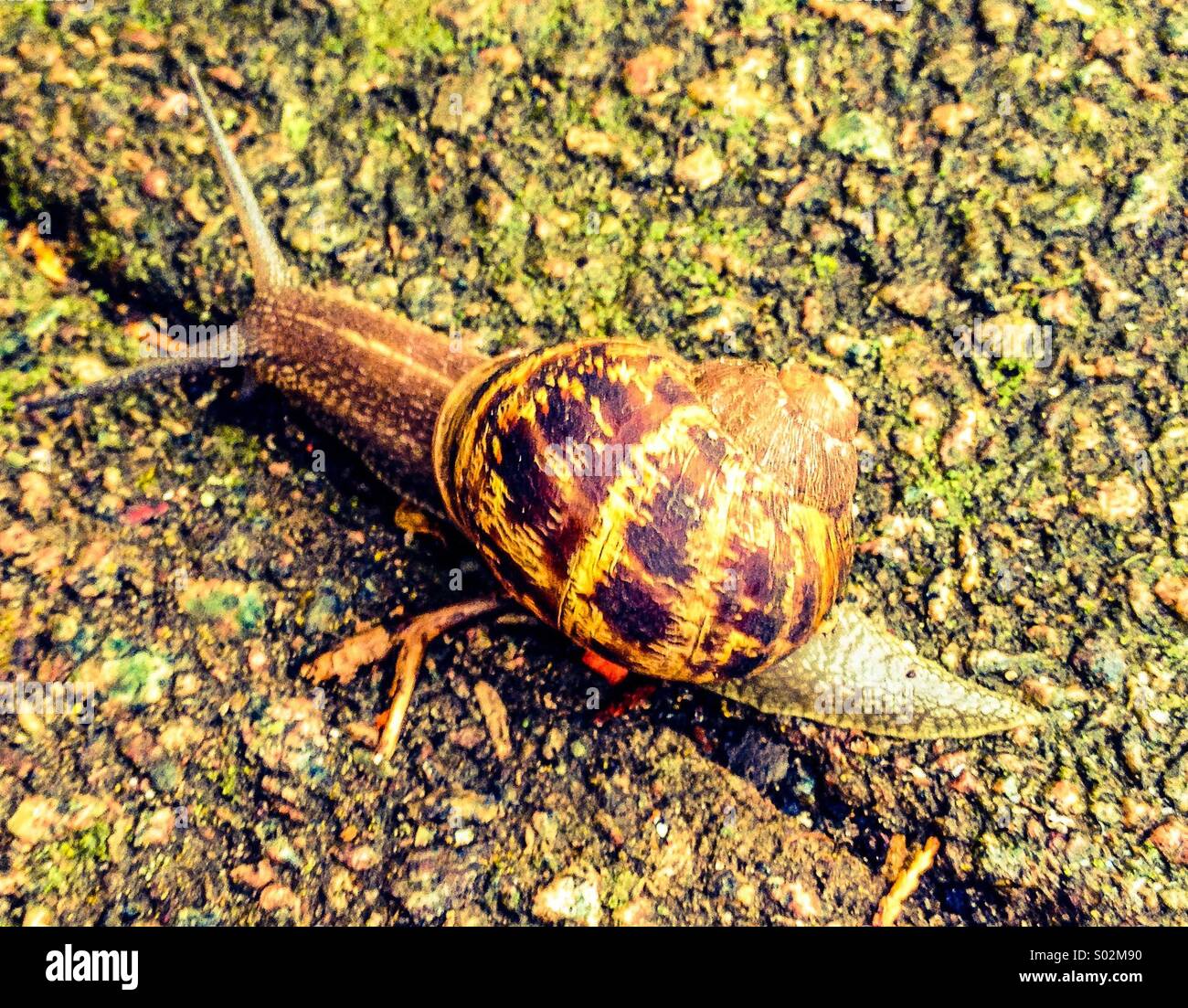Snail on a path Stock Photo - Alamy
