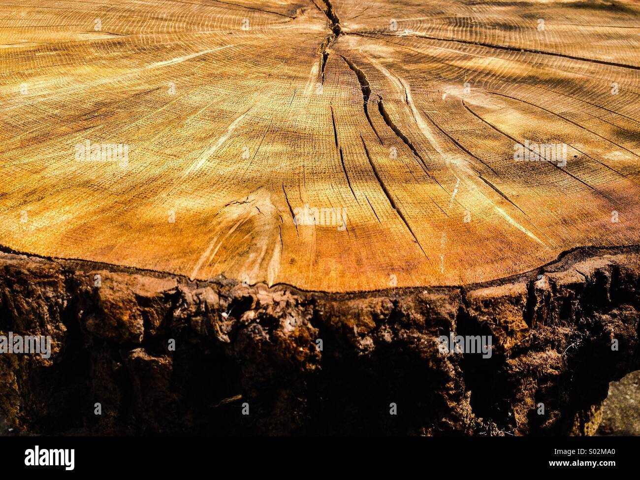 Tree cross section hi-res stock photography and images - Alamy