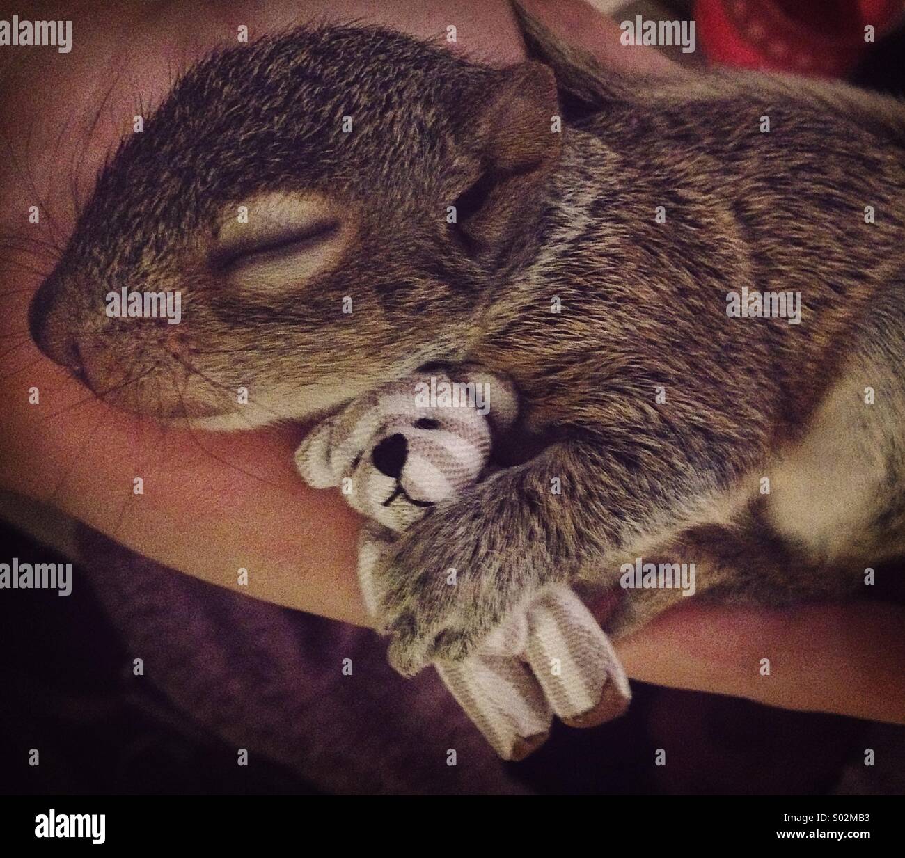 Baby with teddy hi-res stock photography and images - Alamy