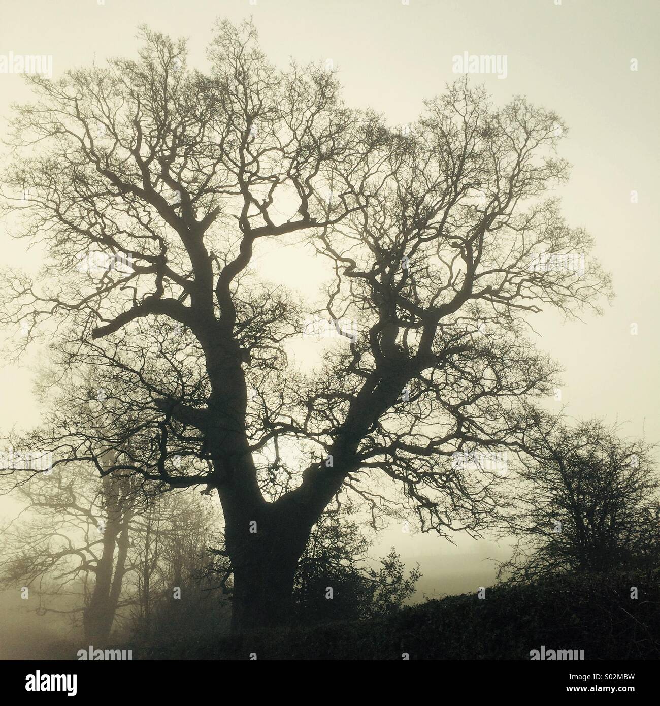 Trees in mist Stock Photo - Alamy