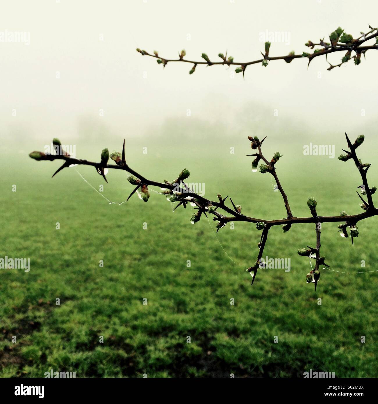 Spiky hawthorn hi-res stock photography and images - Alamy
