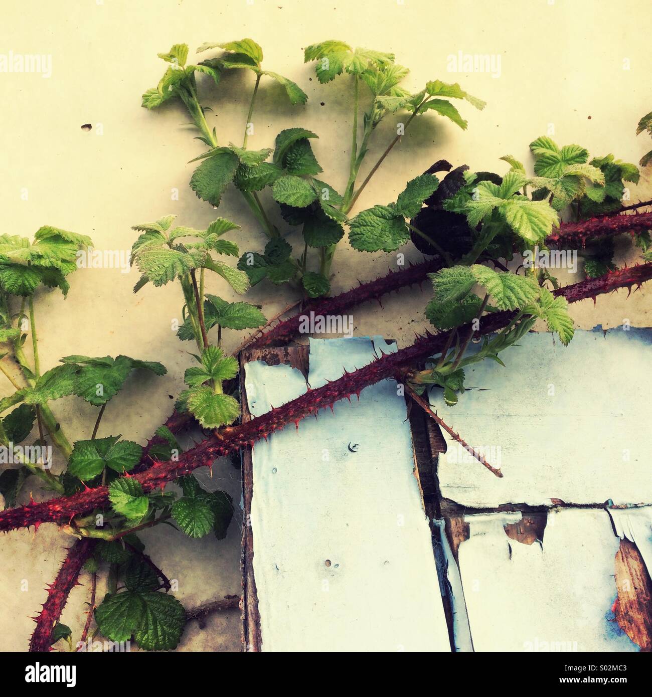 Brambles overgrown hi-res stock photography and images - Alamy