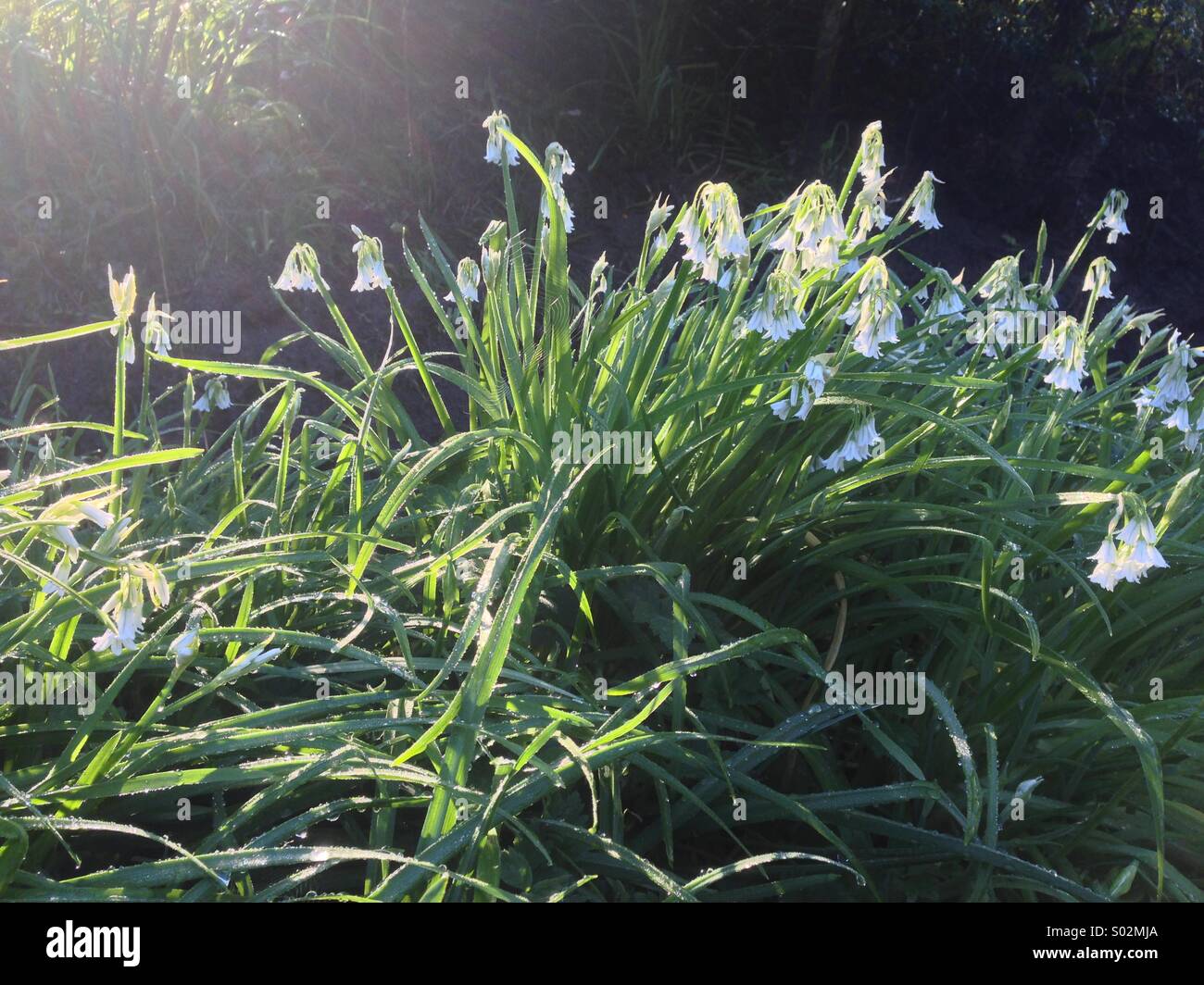 White Bluebells in Morning Sun Stock Photo - Alamy