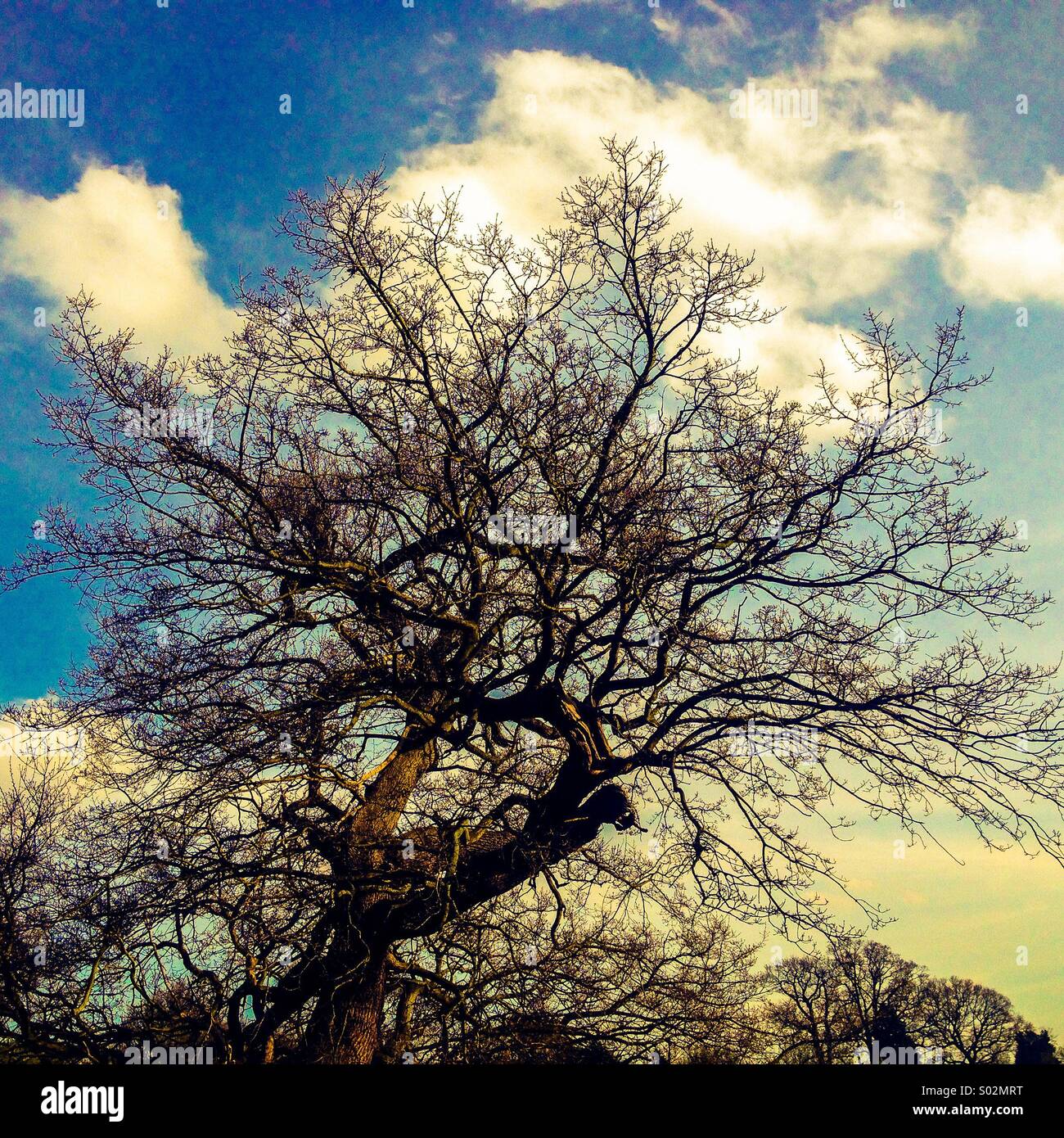 Oak tree with cloudy sky behind Stock Photo - Alamy