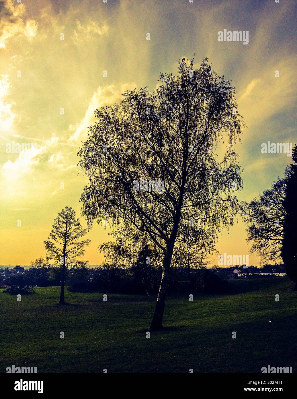 Wispy tree at sunset Stock Photo - Alamy