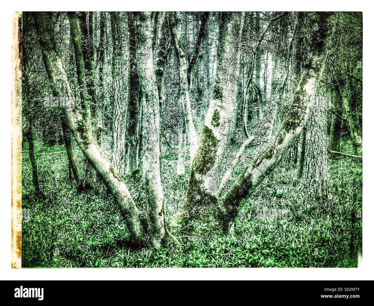 Ash woodland hi-res stock photography and images - Alamy