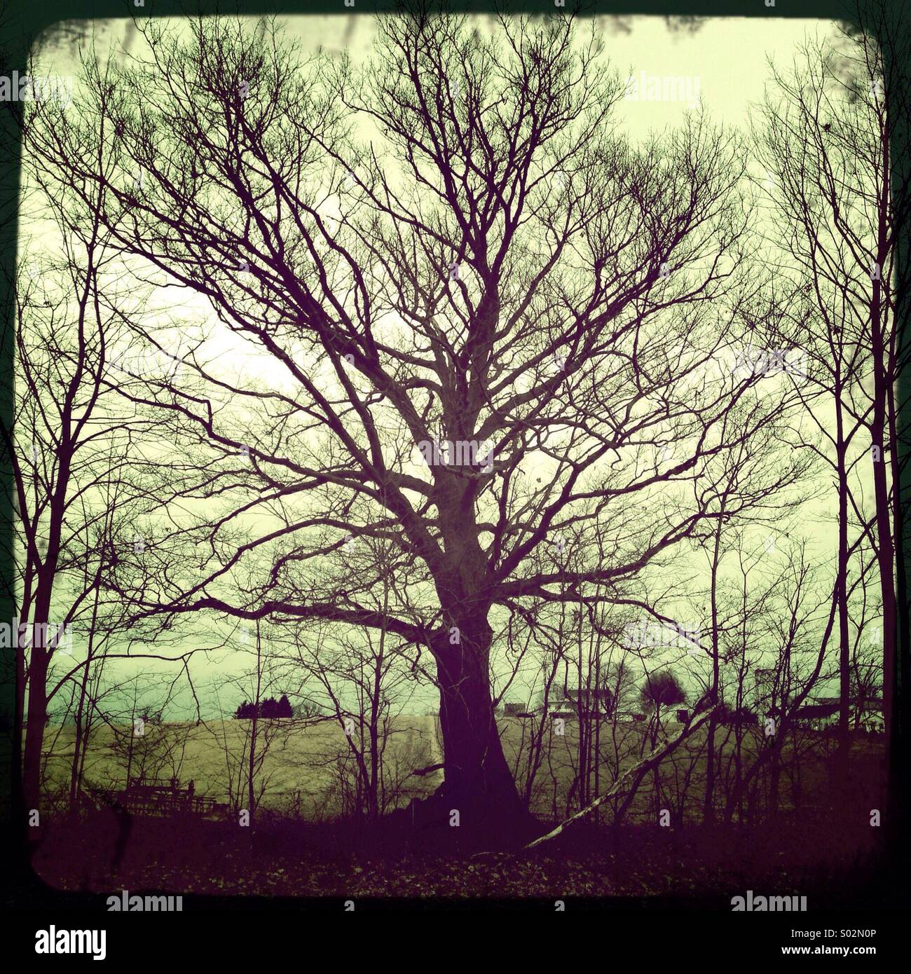 Leafless oak hi-res stock photography and images - Alamy