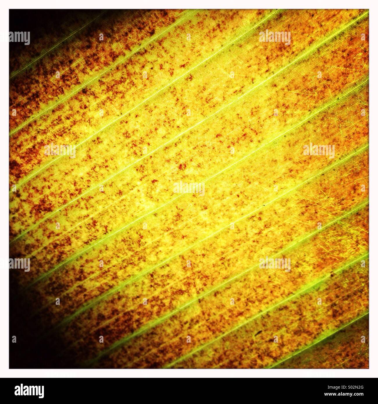 Old leaf hi-res stock photography and images - Alamy