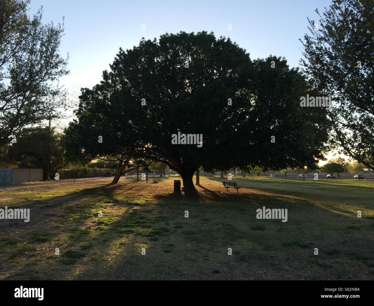 Oak tree sunset Stock Photo - Alamy