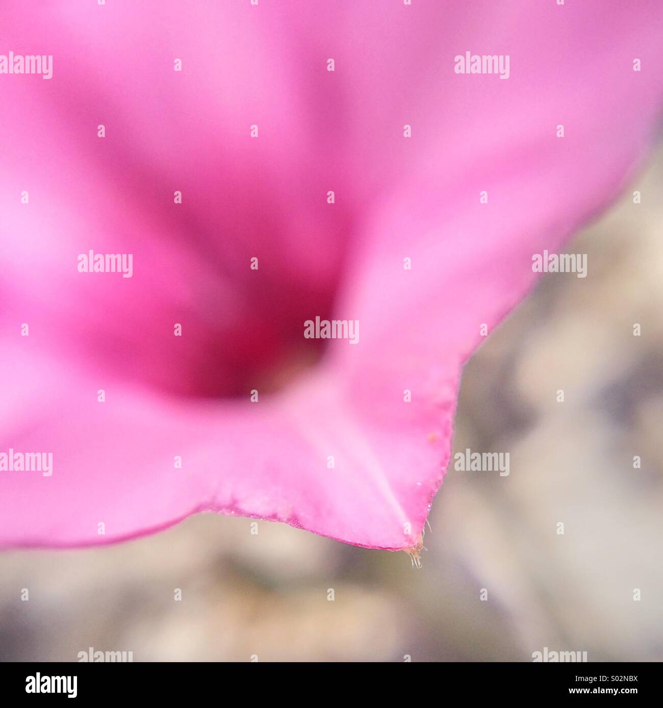 Macro view of the exterior of a convolvulus arvensis pink flower Stock ...