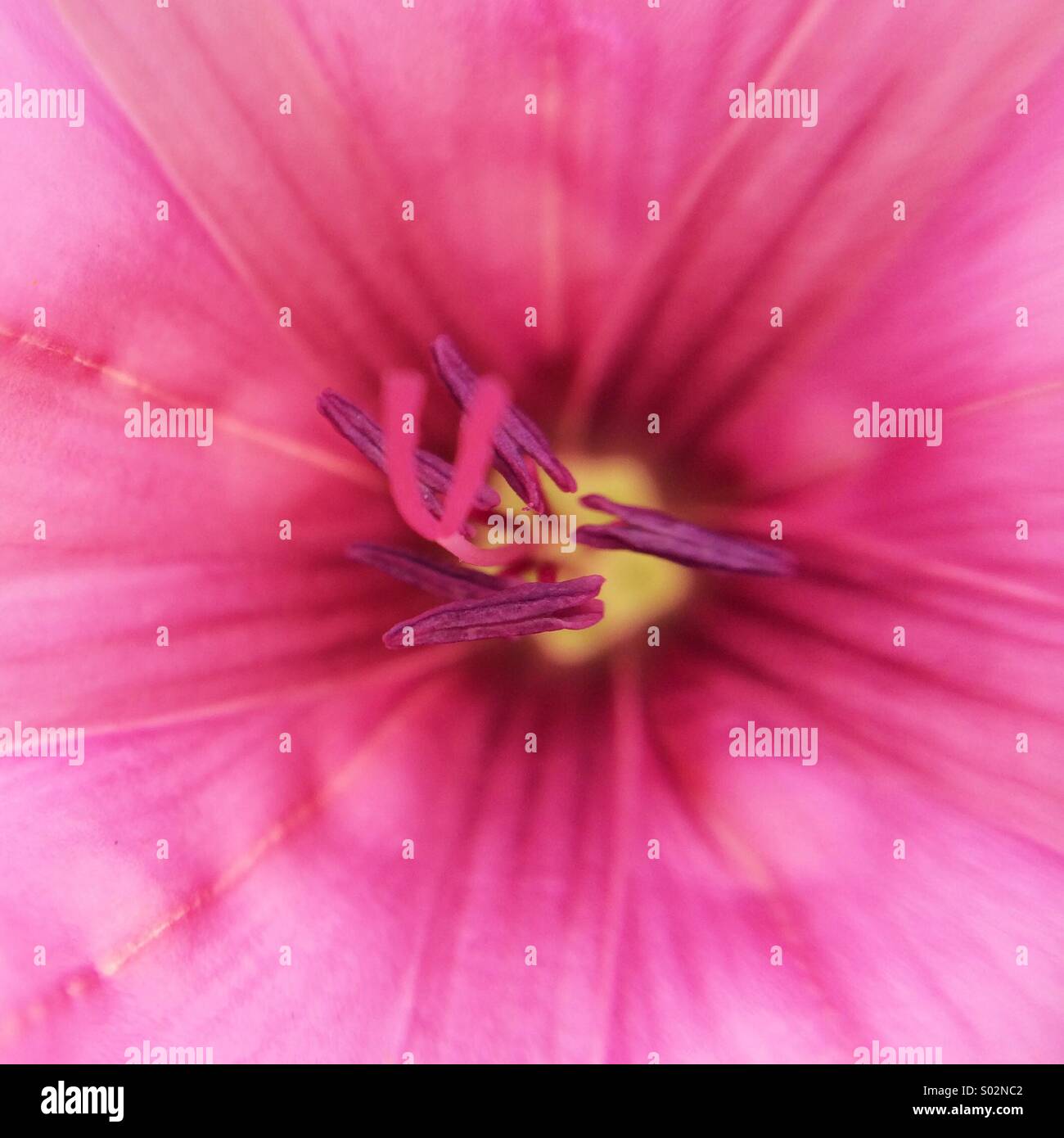 Pink convolvulus hi-res stock photography and images - Alamy