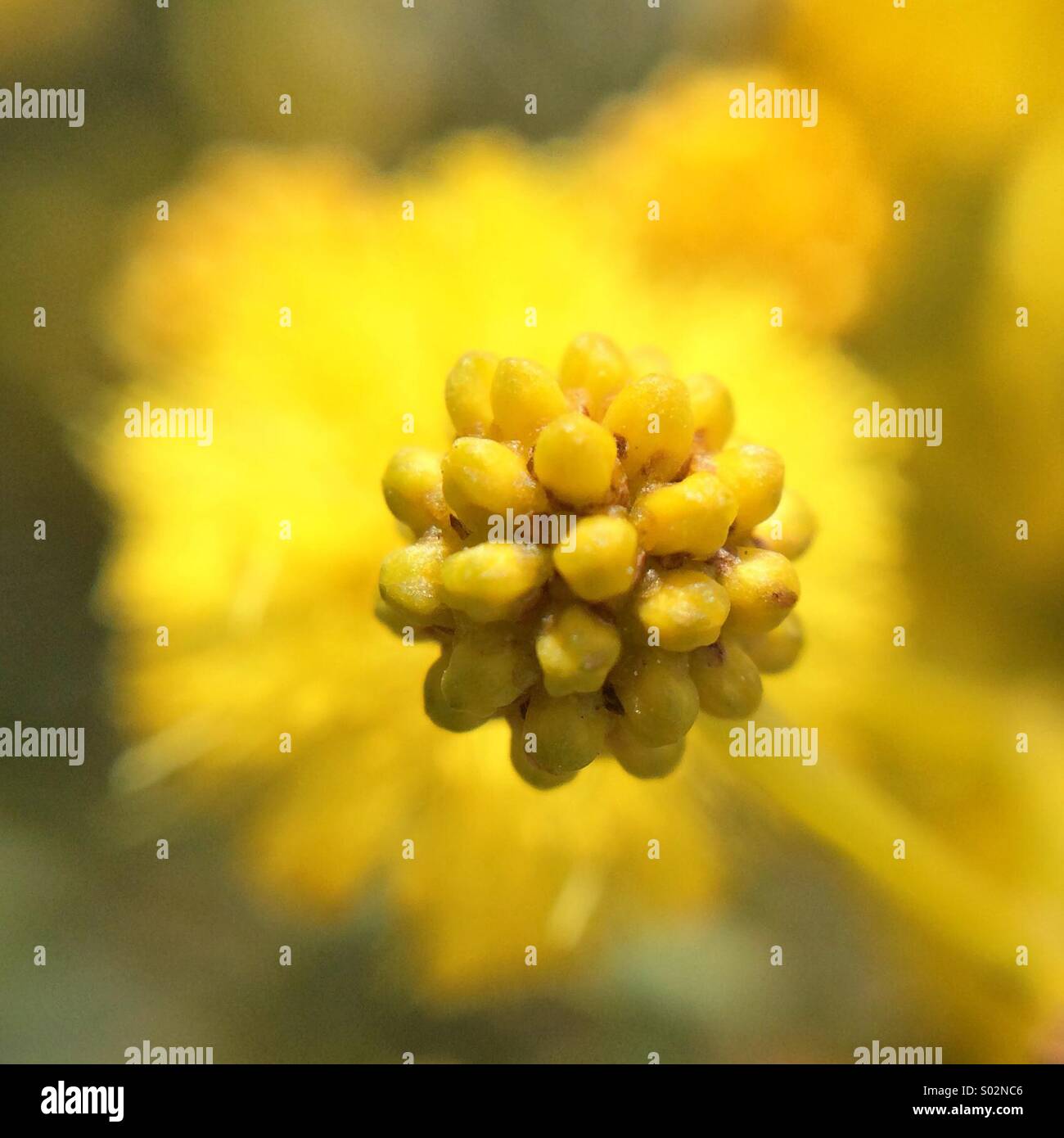 Mimosa acacia dealbata hi-res stock photography and images - Alamy