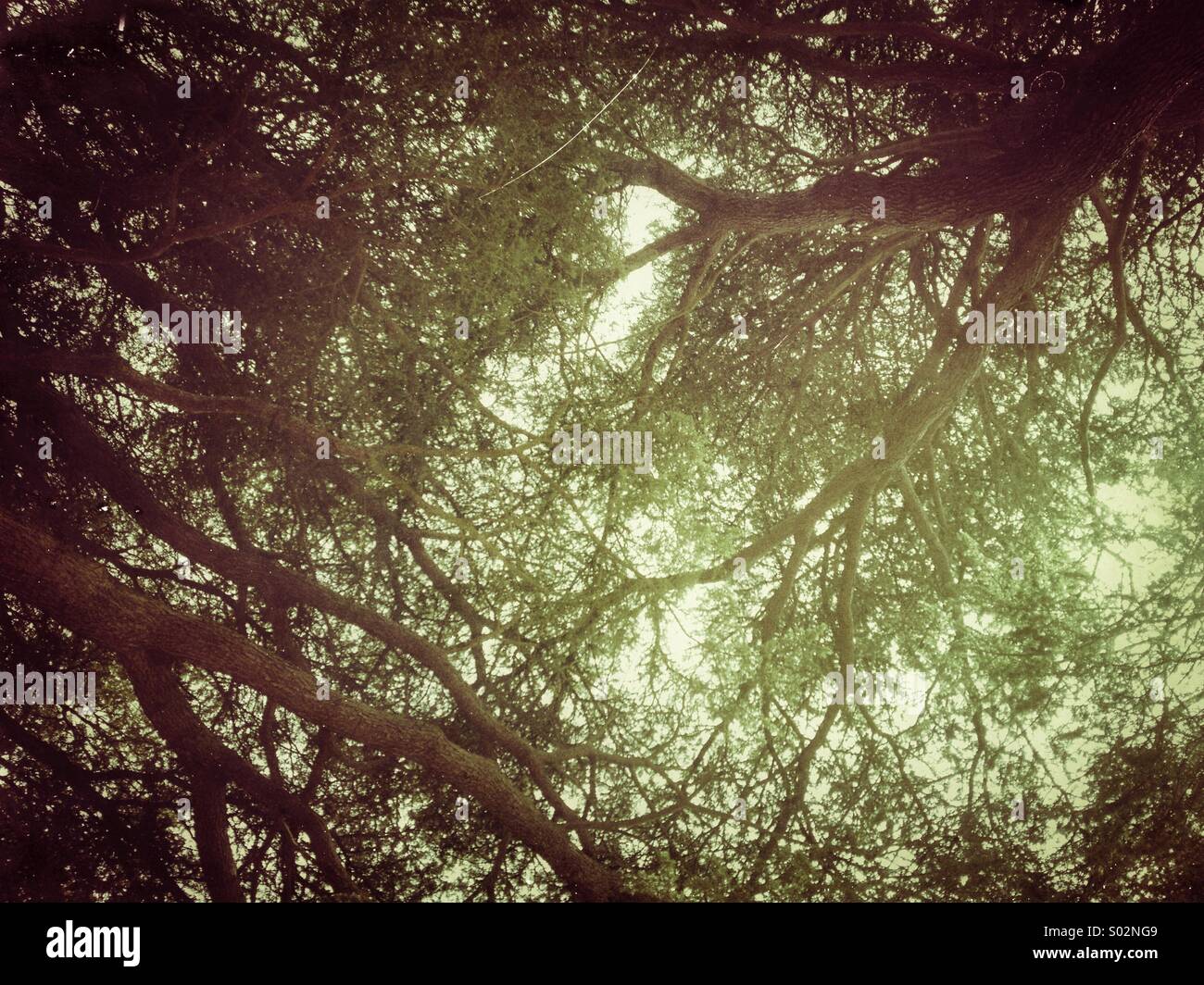 Mid canopy of trees hi-res stock photography and images - Alamy