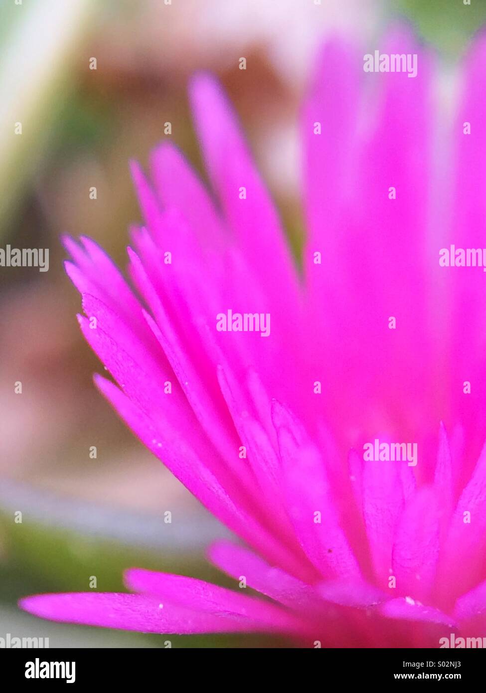 Macro view of a pink flower with multiple petals Stock Photo - Alamy