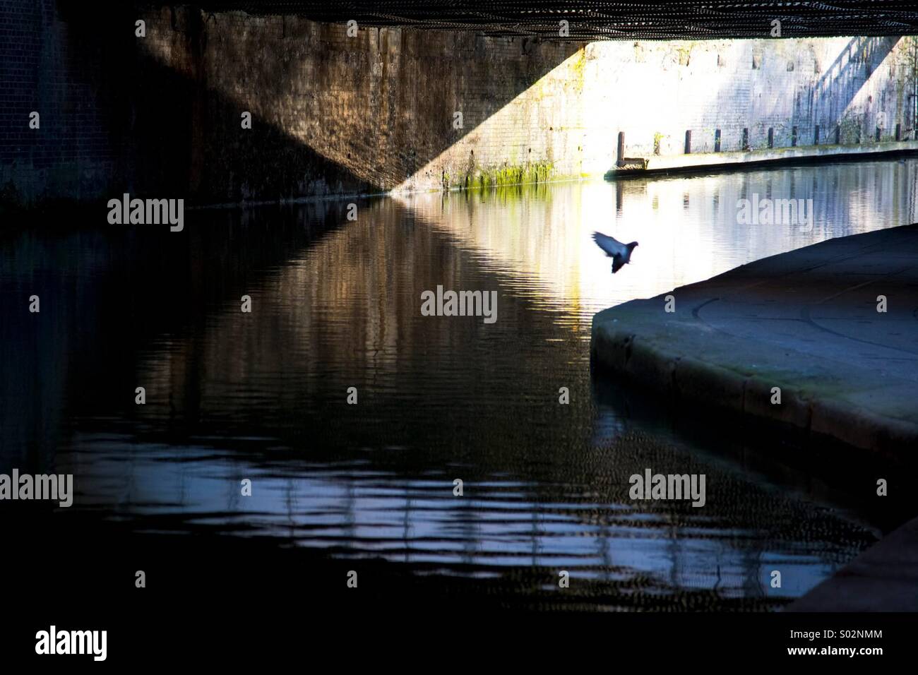 Bird Landing On Canal High Resolution Stock Photography and Images - Alamy