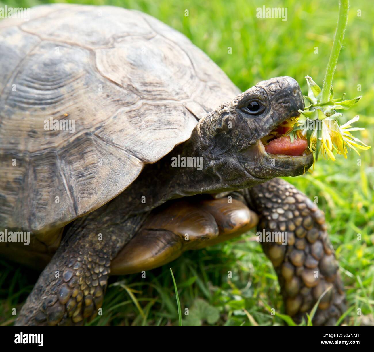 Cute tortoise hi-res stock photography and images - Alamy