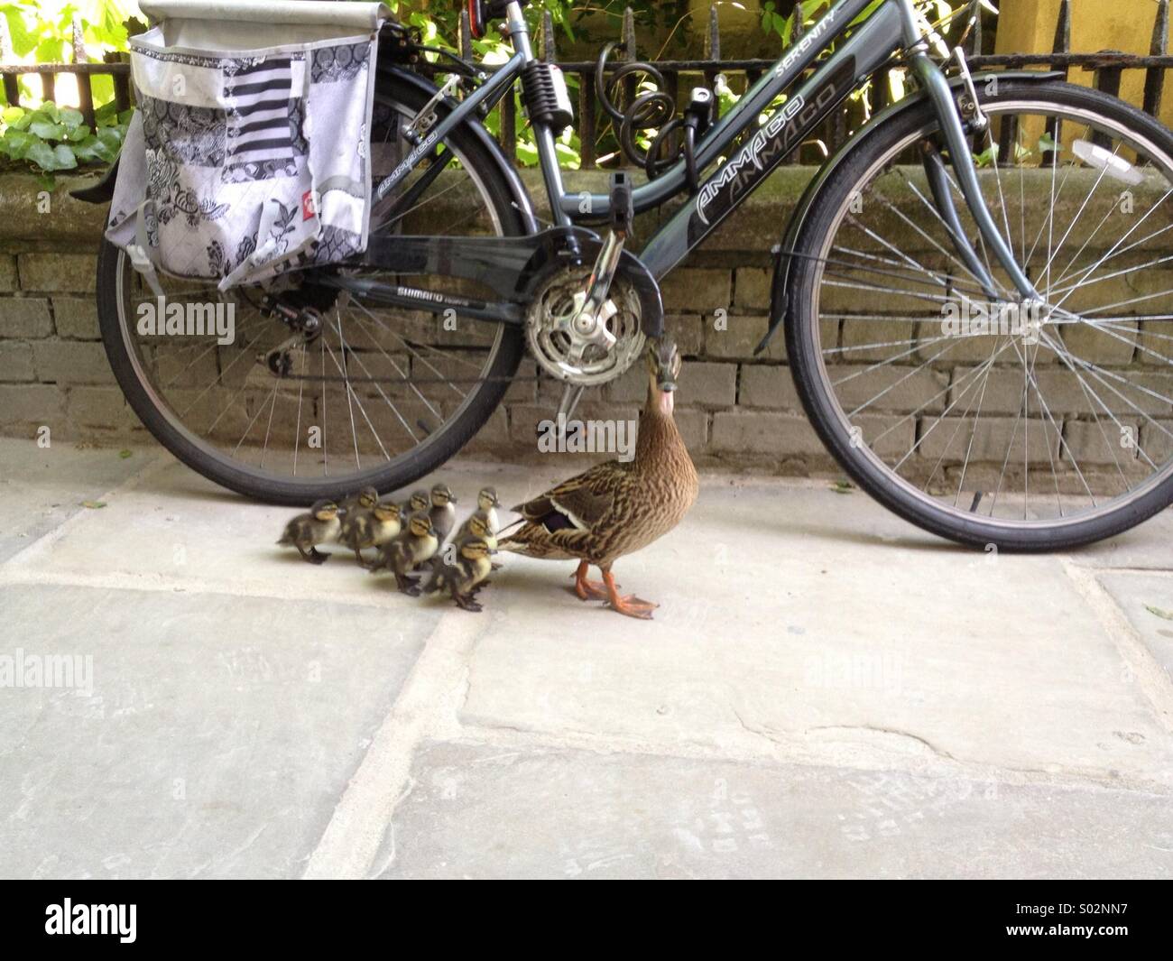 Duck and chicks walking past a bicycle Stock Photo - Alamy
