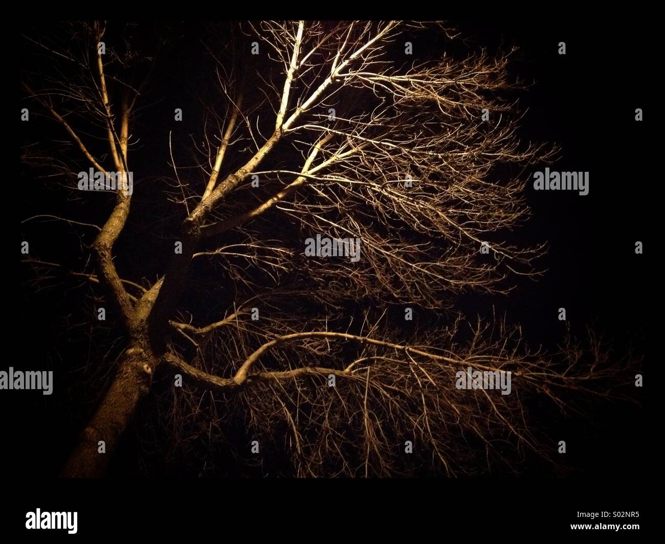 Tree at night Stock Photo - Alamy