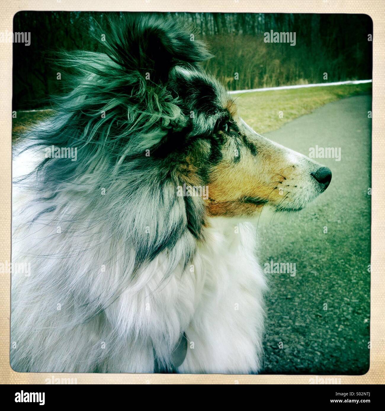 Fluffy Sheltie profile Stock Photo - Alamy