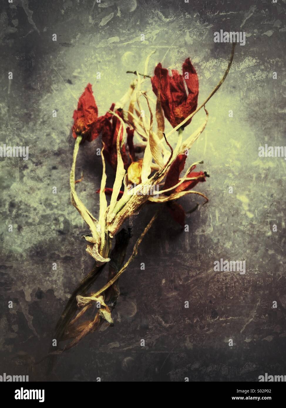 Floral decay hi-res stock photography and images - Alamy