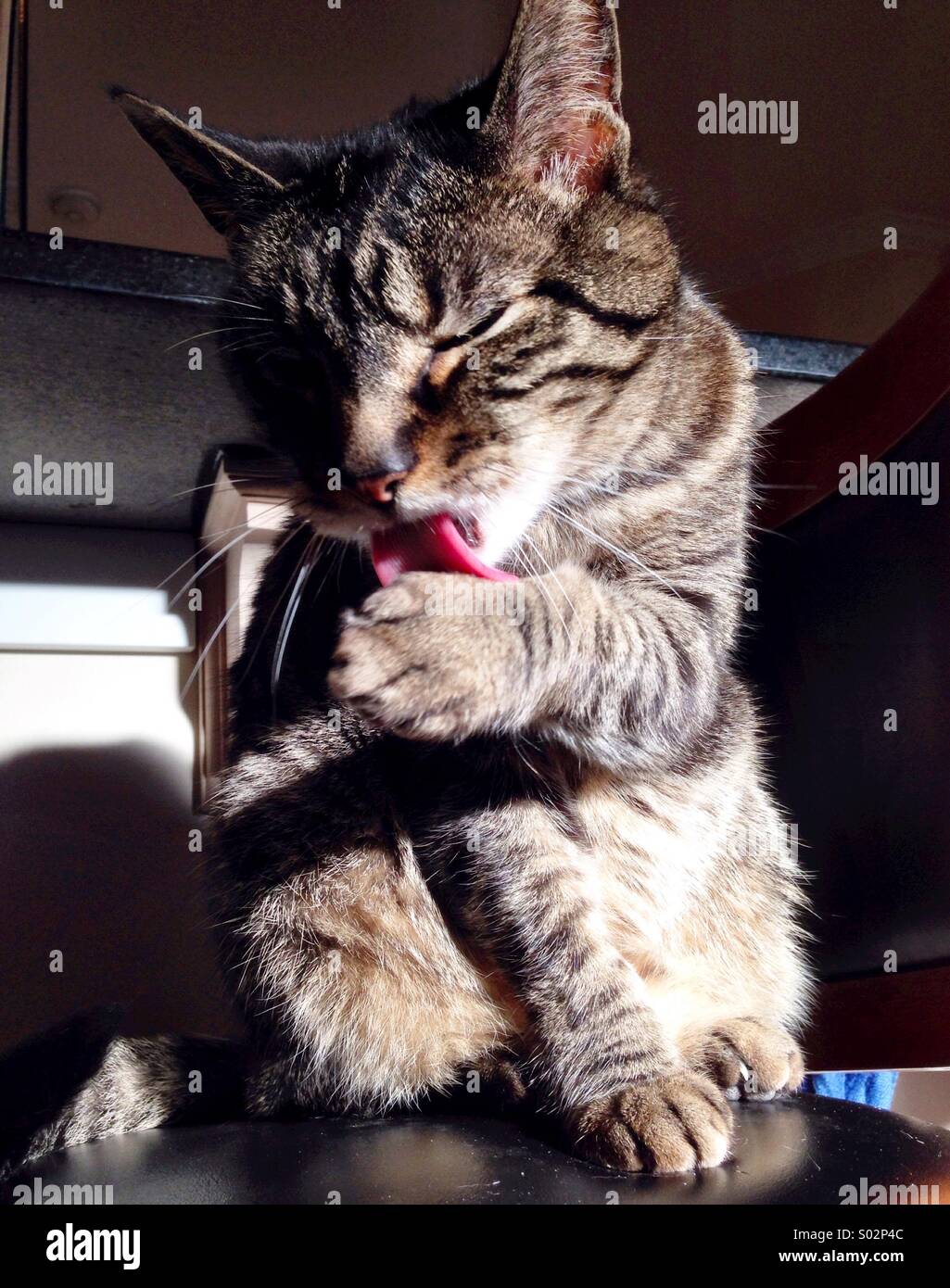 Cat paw hi-res stock photography and images - Alamy