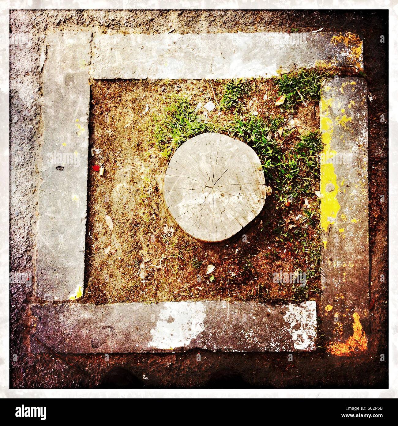 Cutted tree hi-res stock photography and images - Alamy