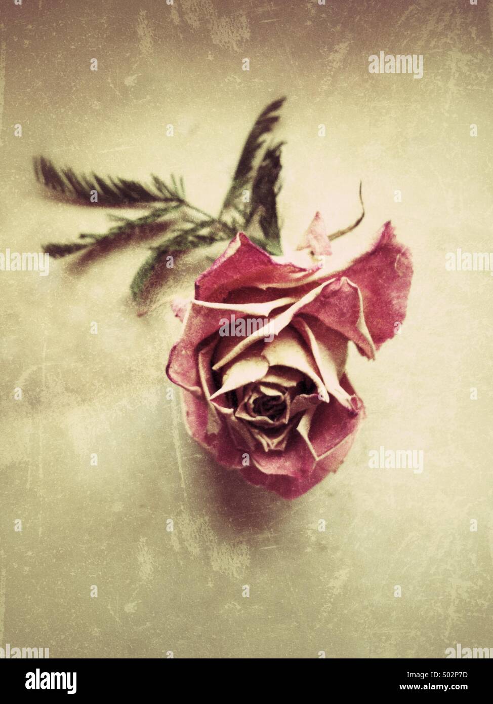 Antique rose hi-res stock photography and images - Alamy