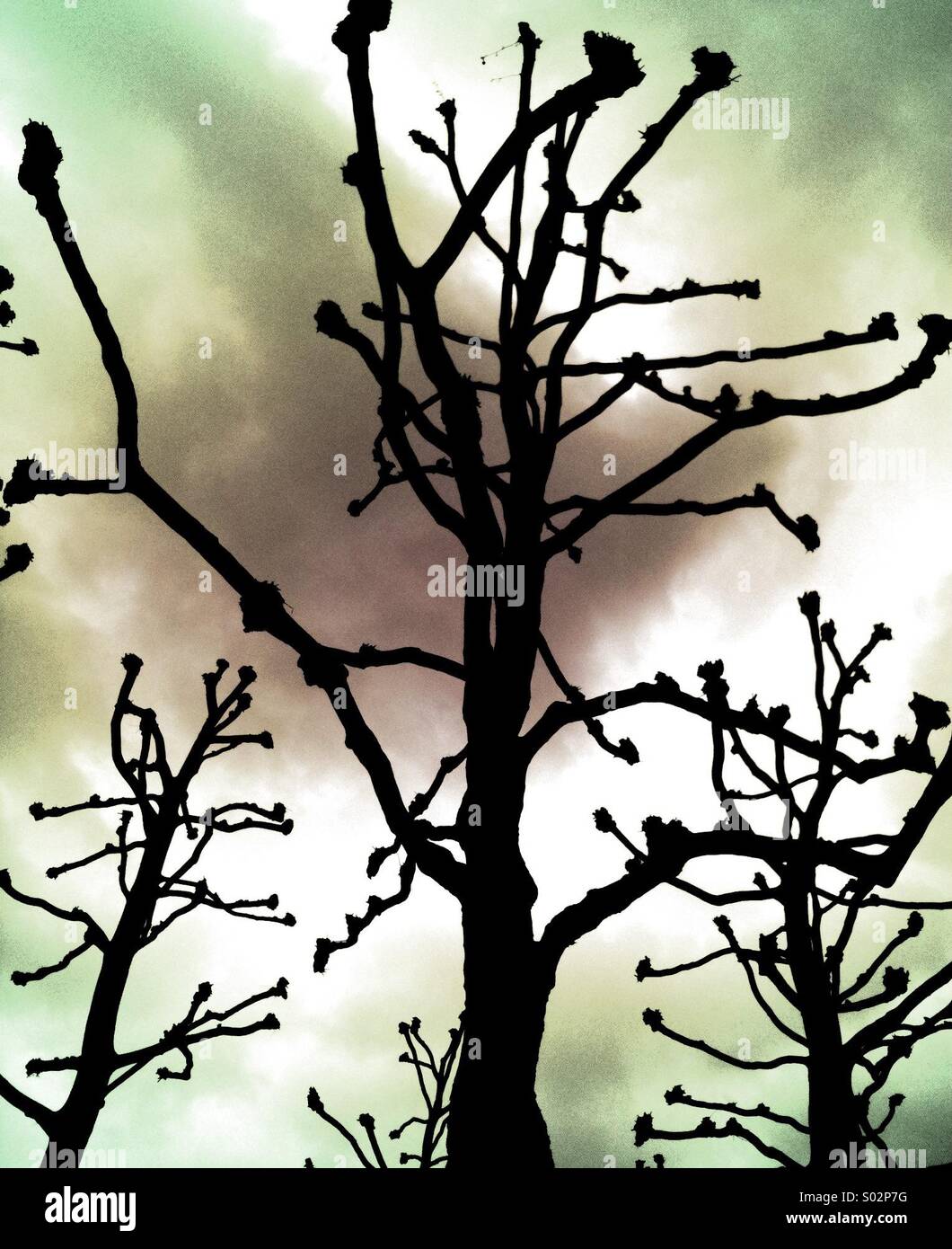 Pruning of pollarded hi-res stock photography and images - Alamy