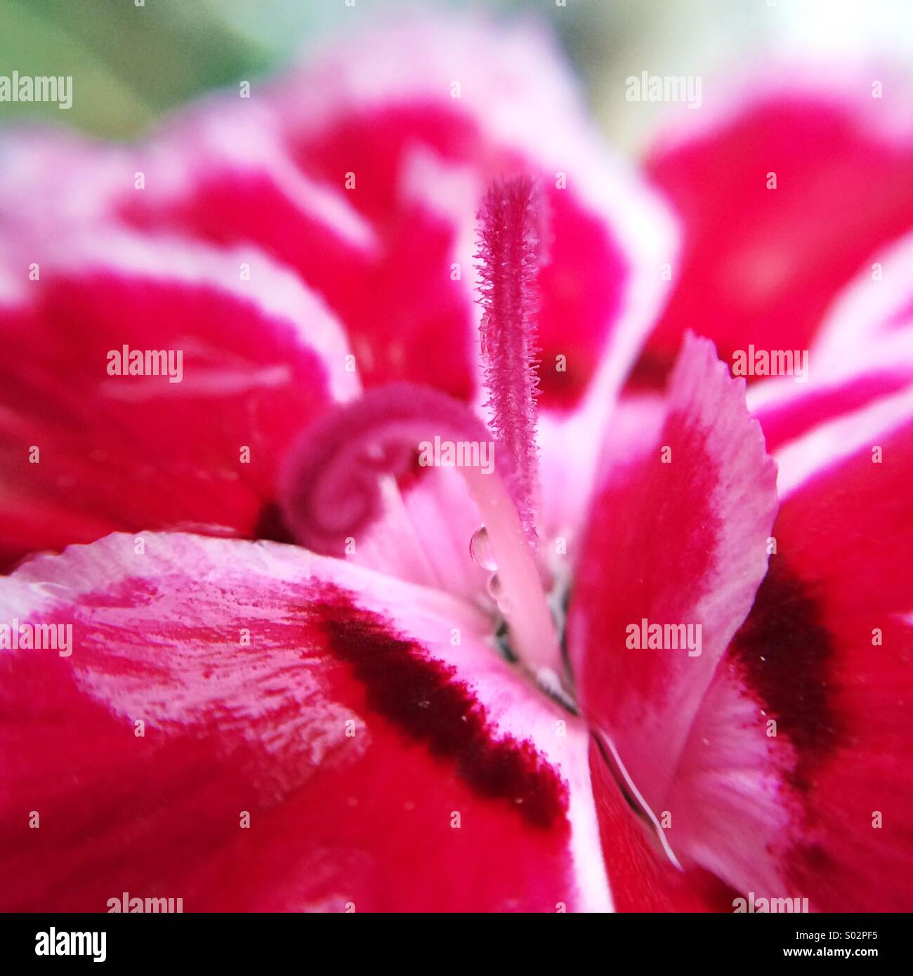 White stamen hi-res stock photography and images - Alamy