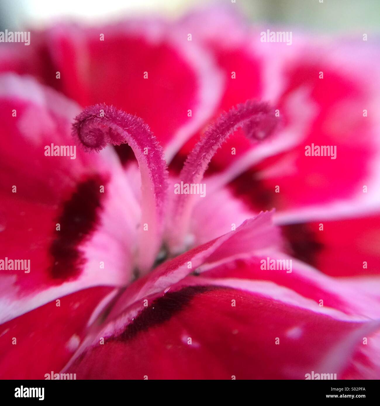Macro of the center of a red and white carnation Stock Photo - Alamy